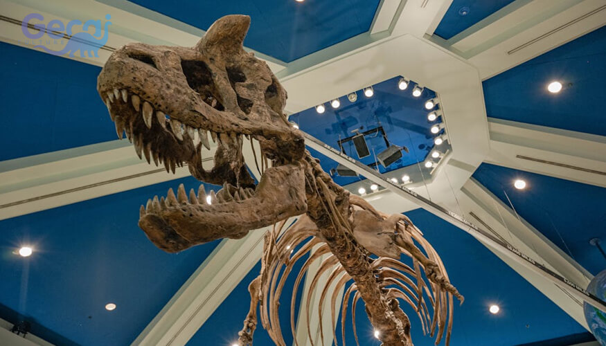 Carnotaurus Skull Replica-Fossil Replica-Zigong GeCai Culture